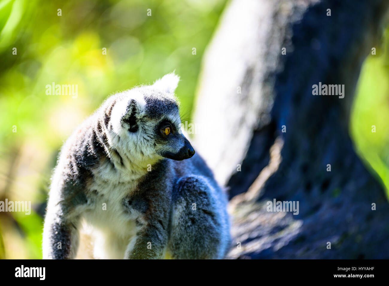 Lemur cute tree hi-res stock photography and images - Alamy
