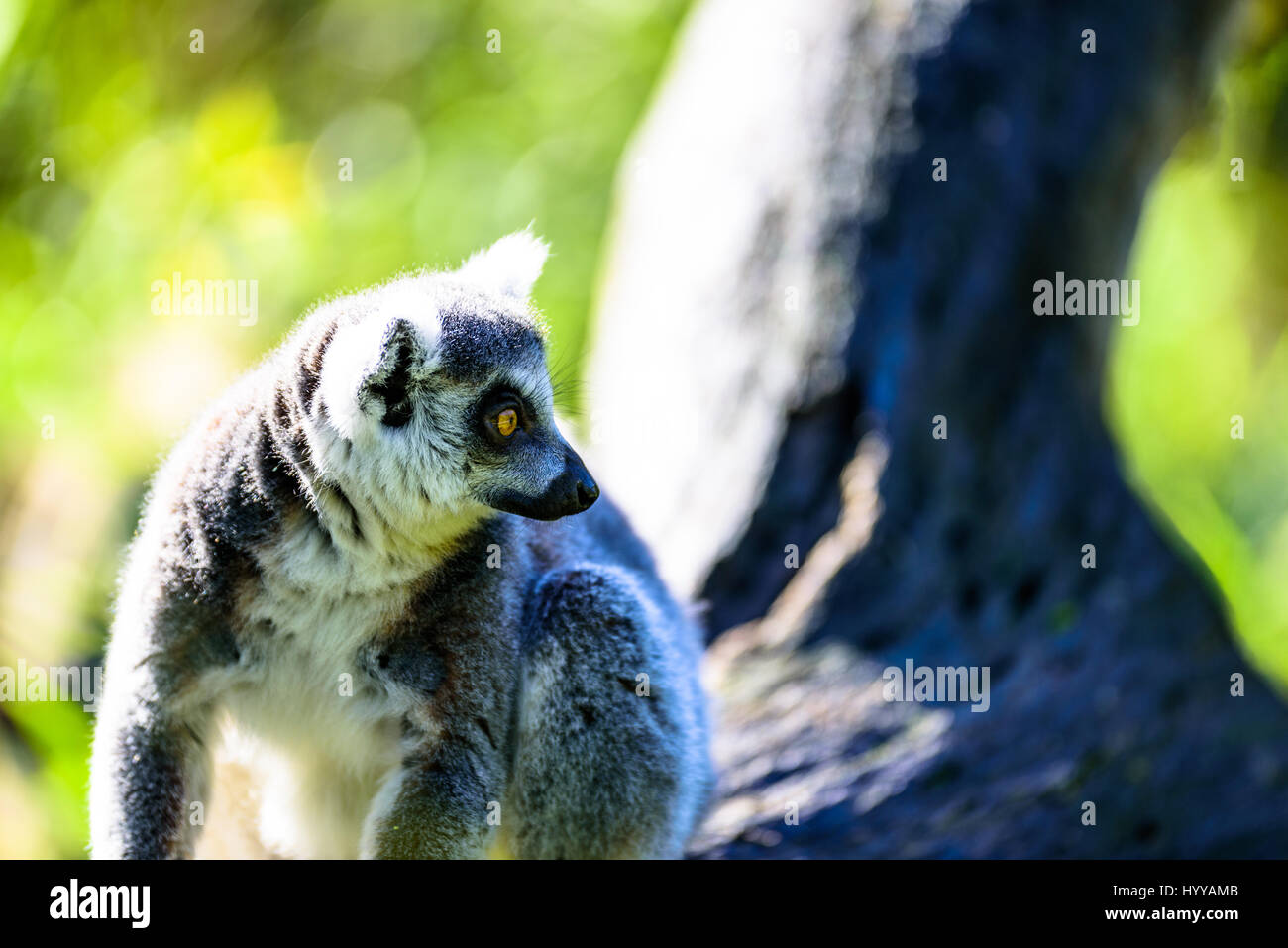Ring tailed lemur climbing on tree hi-res stock photography and images ...