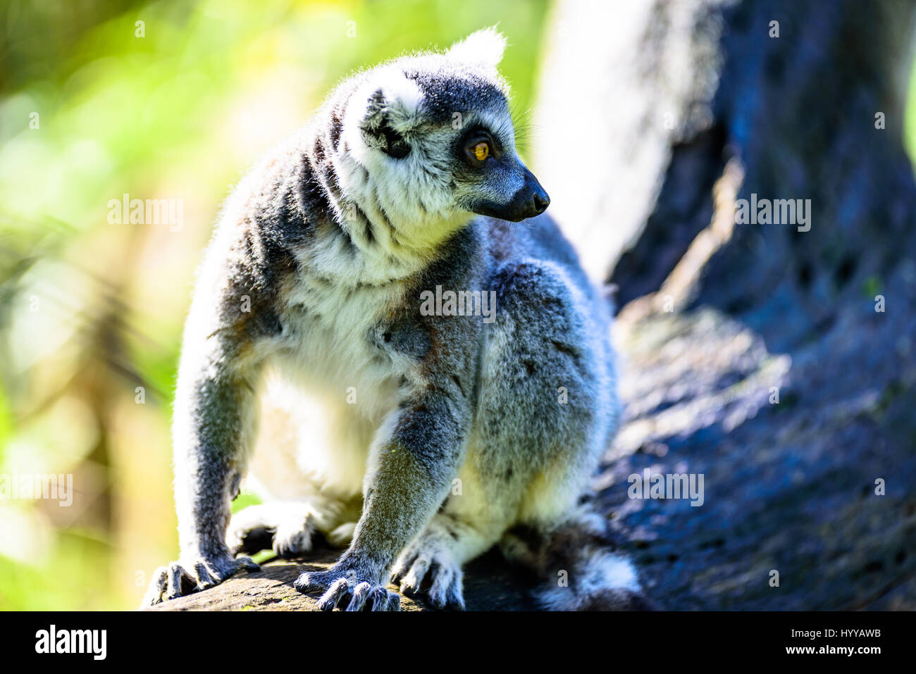 Ring tailed lemur baby tree hi-res stock photography and images - Alamy