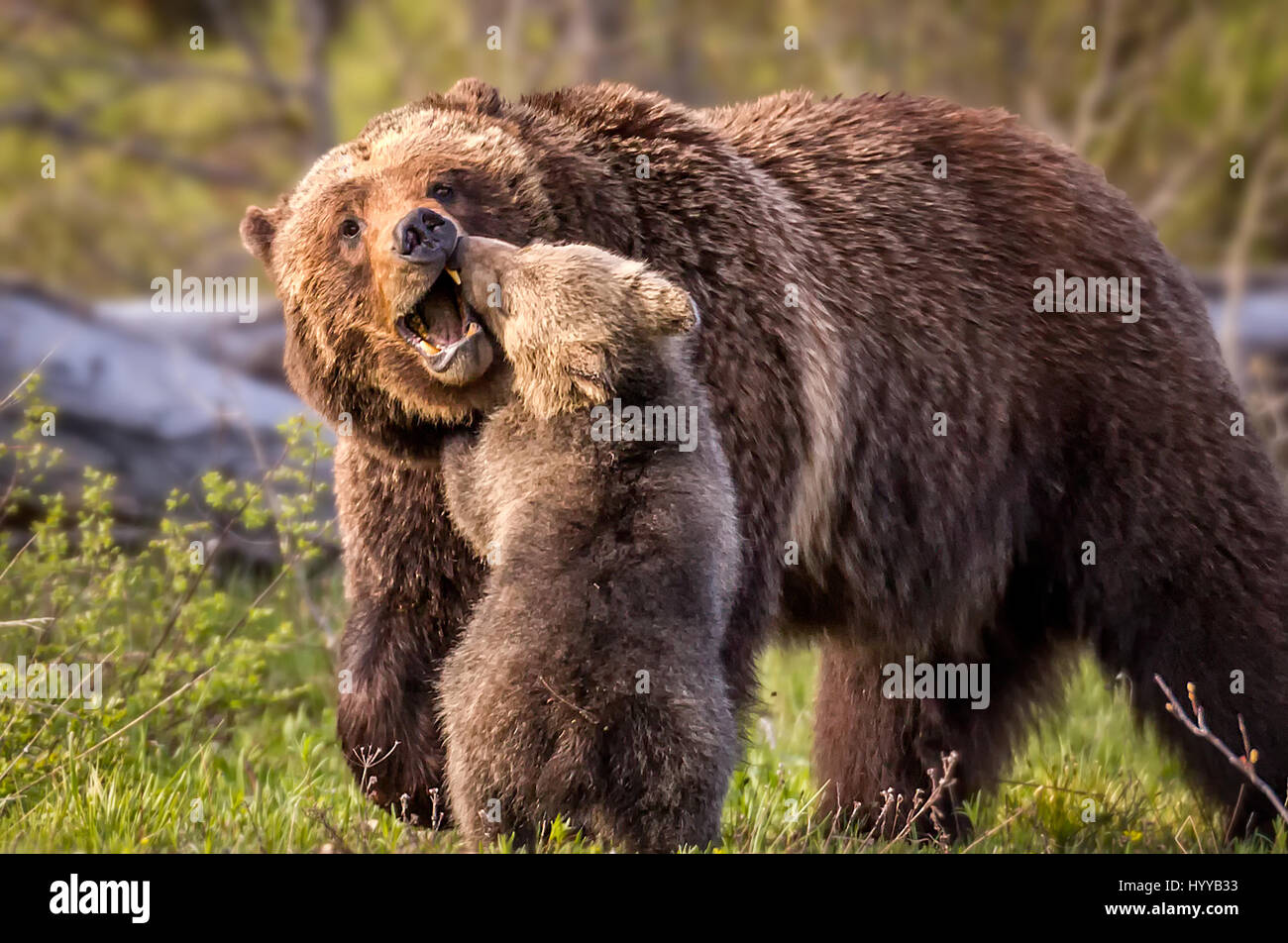 Angry Mama Bear And Cubs