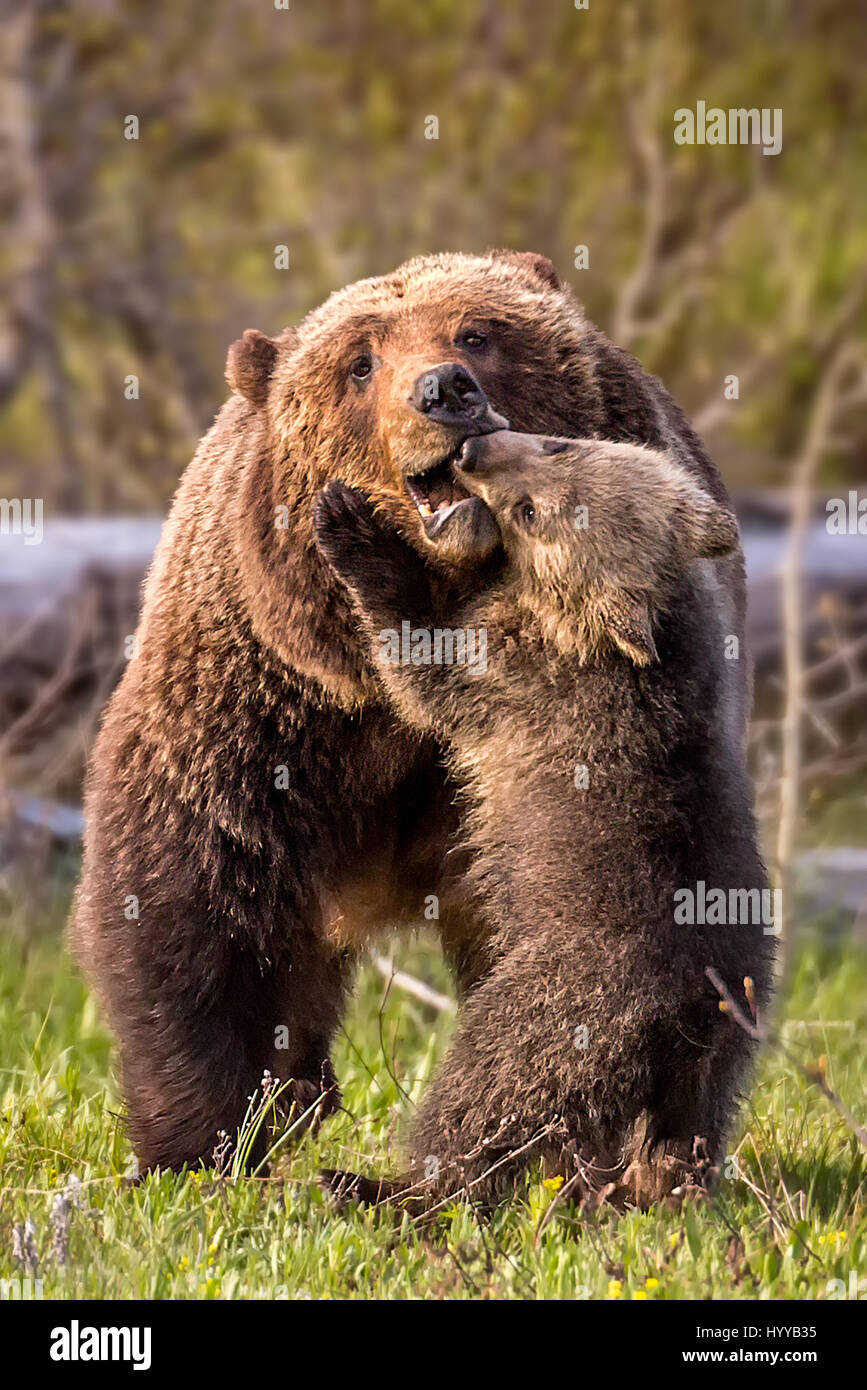 THE MOST adorable bear cub you’re likely to see cannot stop showering ...