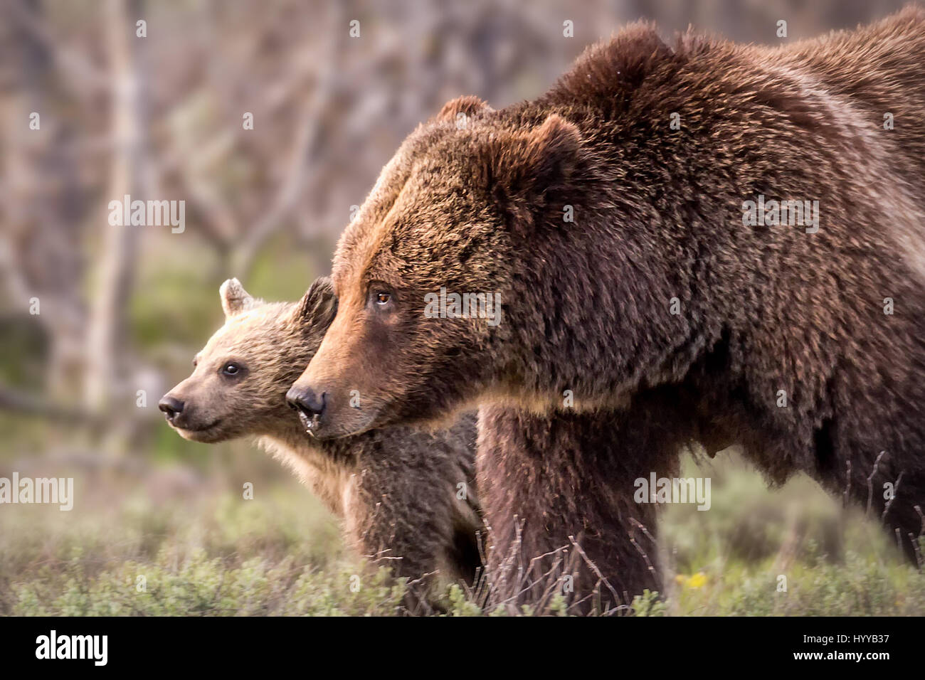 THE MOST adorable bear cub you’re likely to see cannot stop showering ...