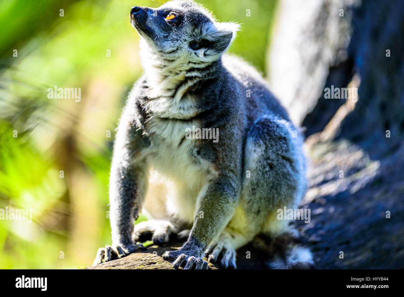 Baby lemur playing hi-res stock photography and images - Alamy