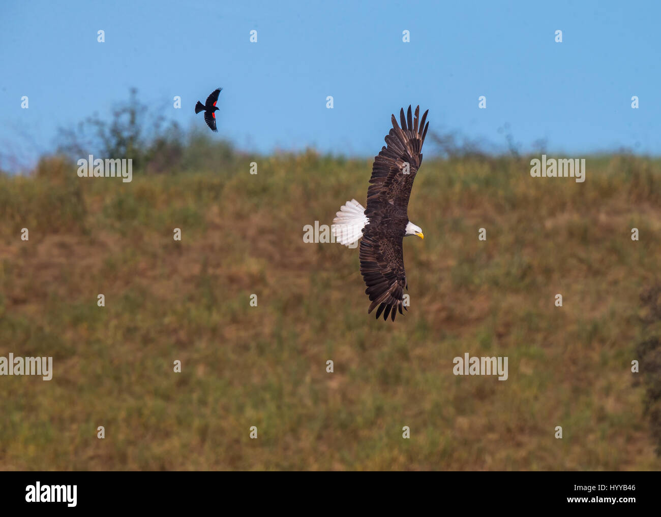 ED R. LEVIN NATIONAL PARK, USA: THE INCREDIBLE moment a Red winged ...