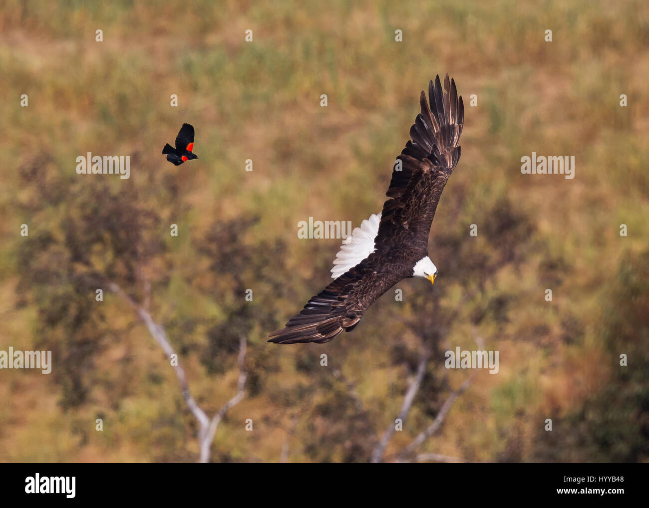 ED R. LEVIN NATIONAL PARK, USA: THE INCREDIBLE moment a Red winged ...