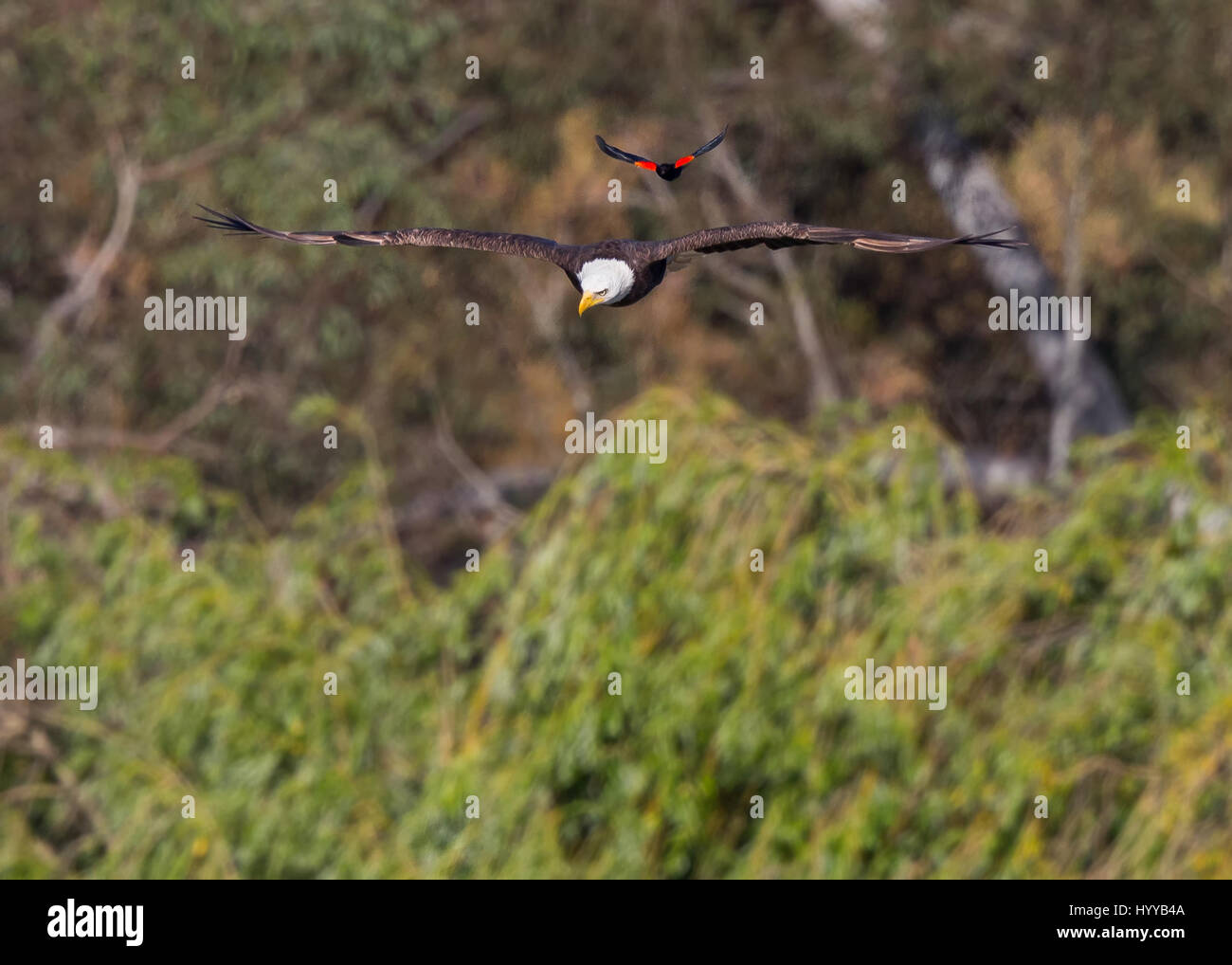 ED R. LEVIN NATIONAL PARK, USA: THE INCREDIBLE moment a Red winged ...