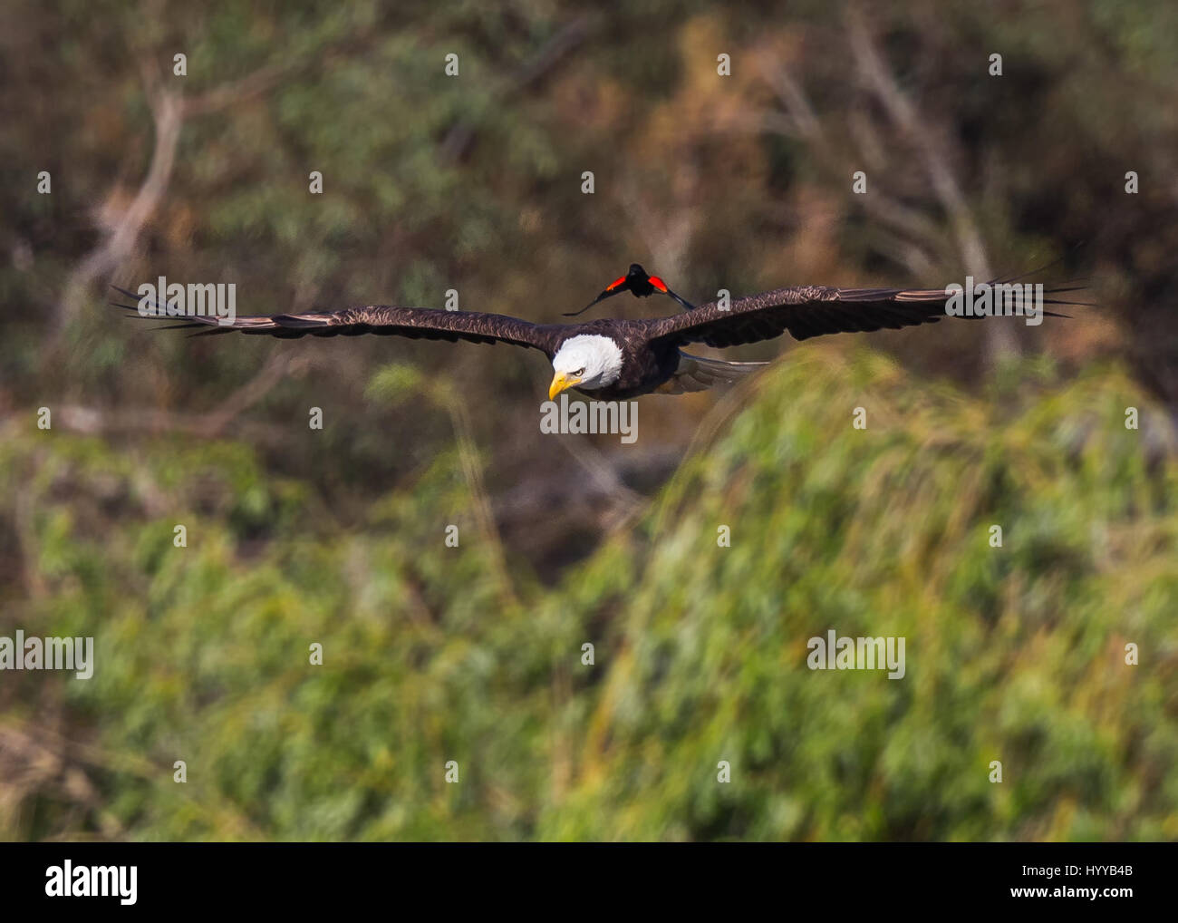 ED R. LEVIN NATIONAL PARK, USA: THE INCREDIBLE moment a Red winged ...
