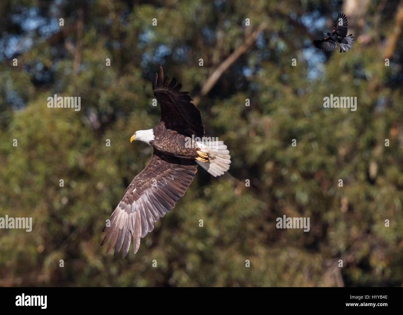 ED R. LEVIN NATIONAL PARK, USA: THE INCREDIBLE moment a Red winged ...