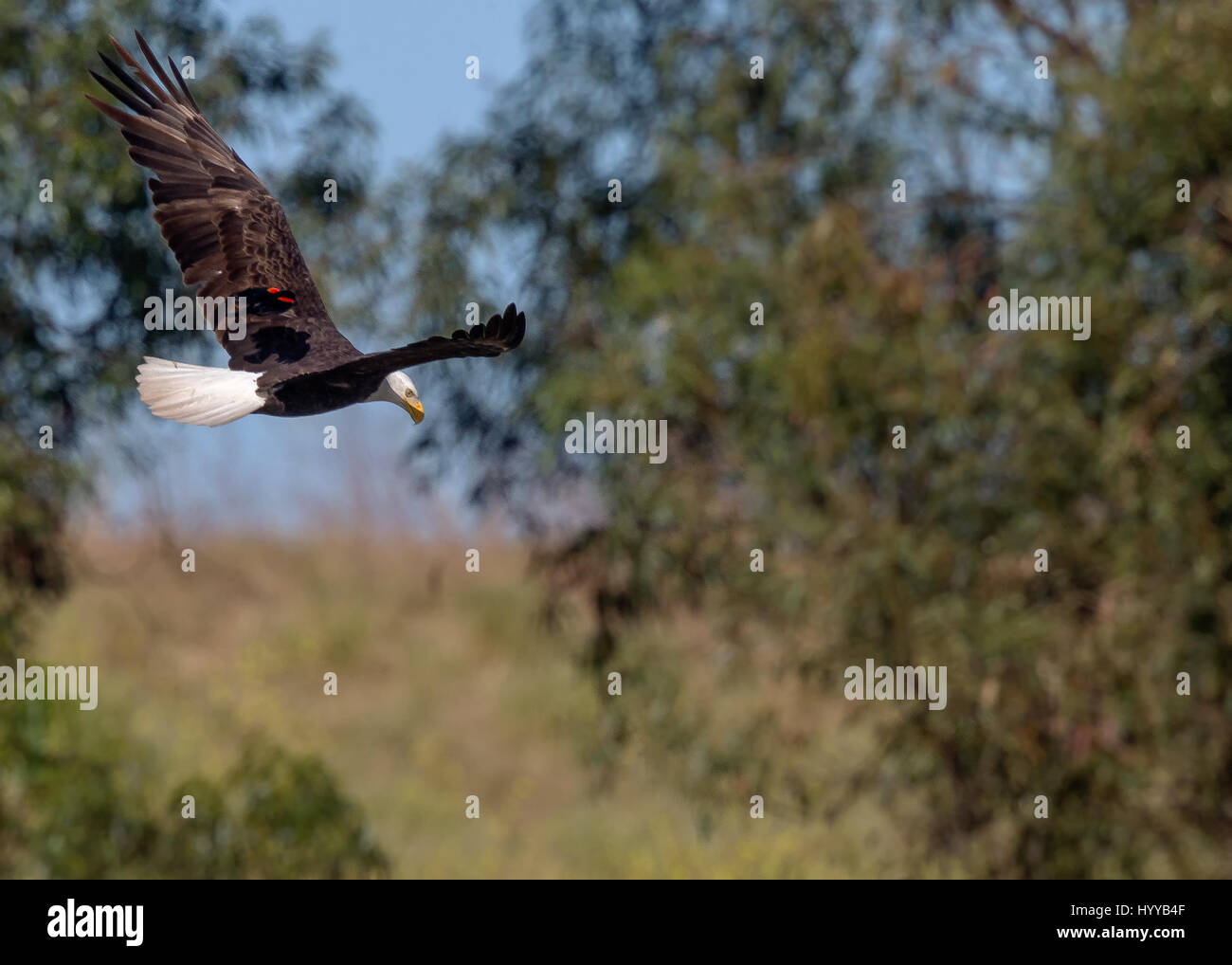 ED R. LEVIN NATIONAL PARK, USA: THE INCREDIBLE moment a Red winged ...