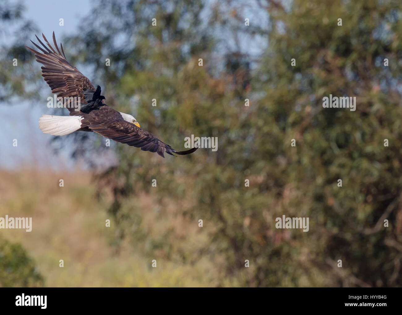 ED R. LEVIN NATIONAL PARK, USA: THE INCREDIBLE moment a Red winged ...