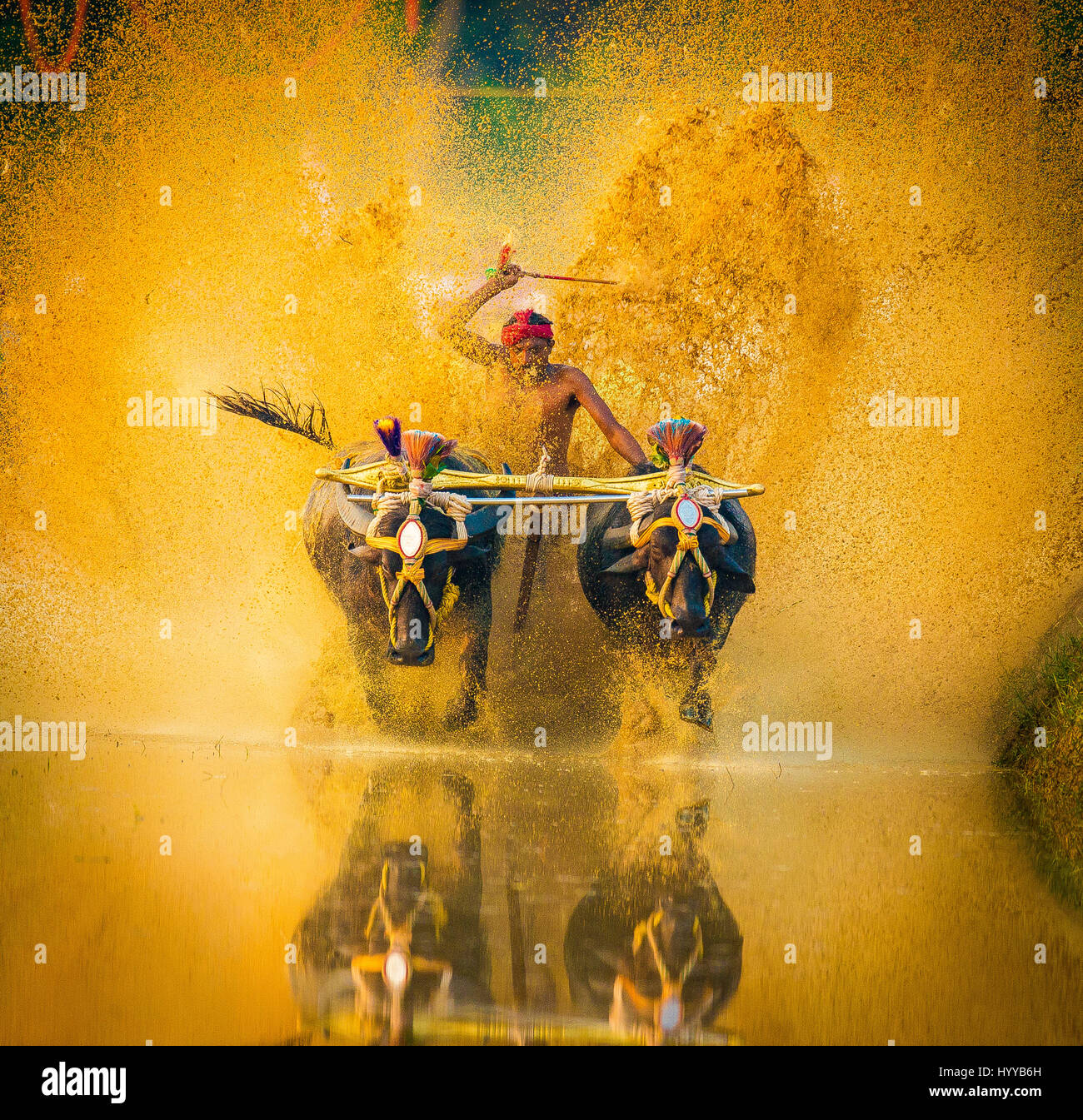 KARNATAKA, INDIA: THRILLING shots capturing an exhilarating annual bull ...