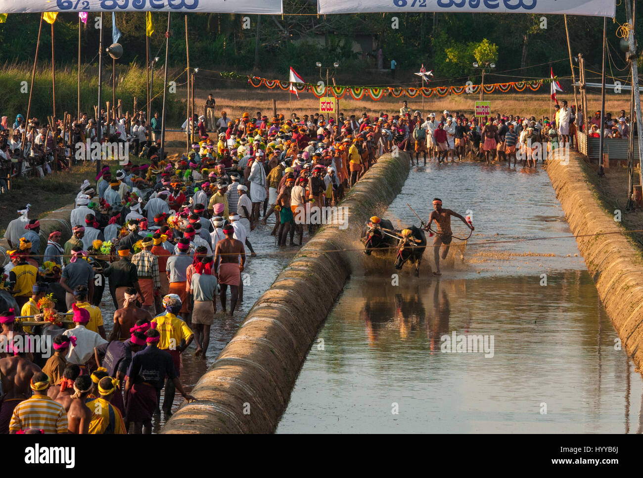 KARNATAKA, INDIA: THRILLING shots capturing an exhilarating annual bull ...