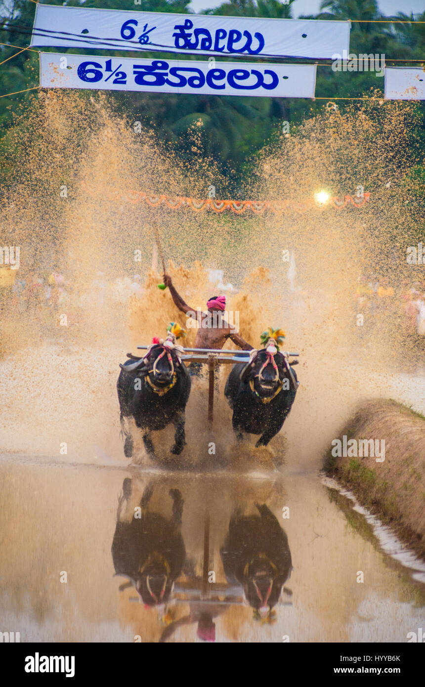 KARNATAKA, INDIA: THRILLING shots capturing an exhilarating annual bull ...