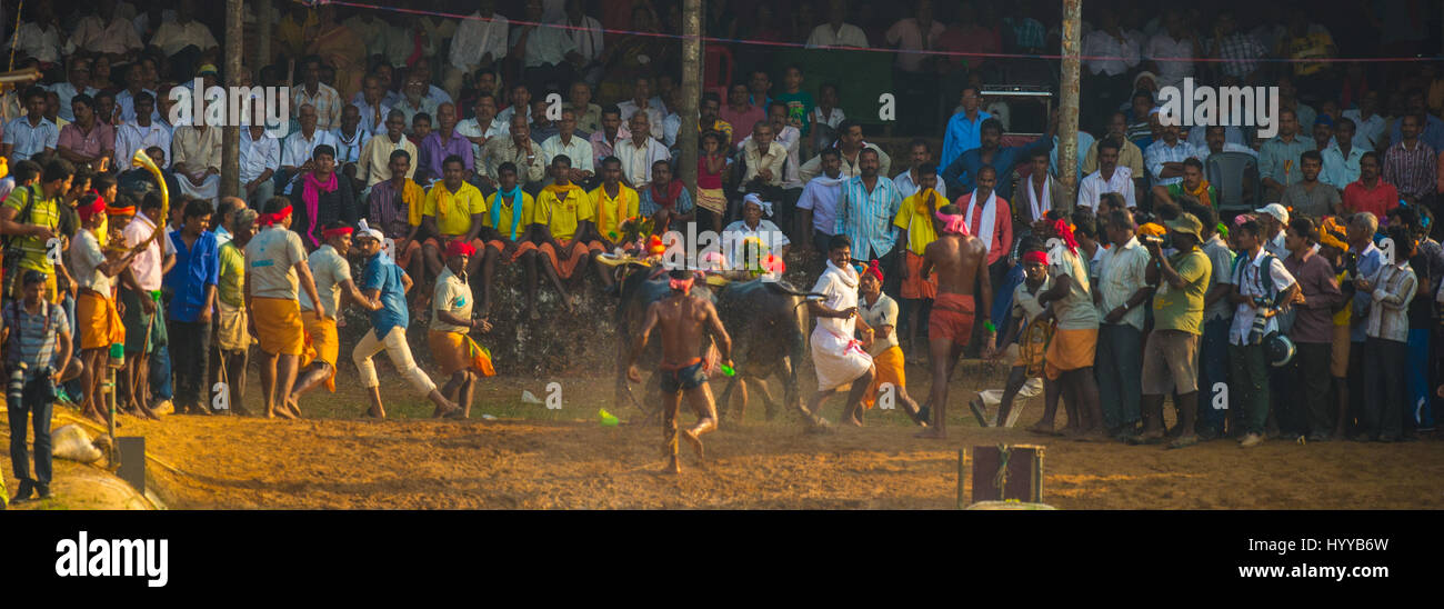 KARNATAKA, INDIA: THRILLING shots capturing an exhilarating annual bull ...