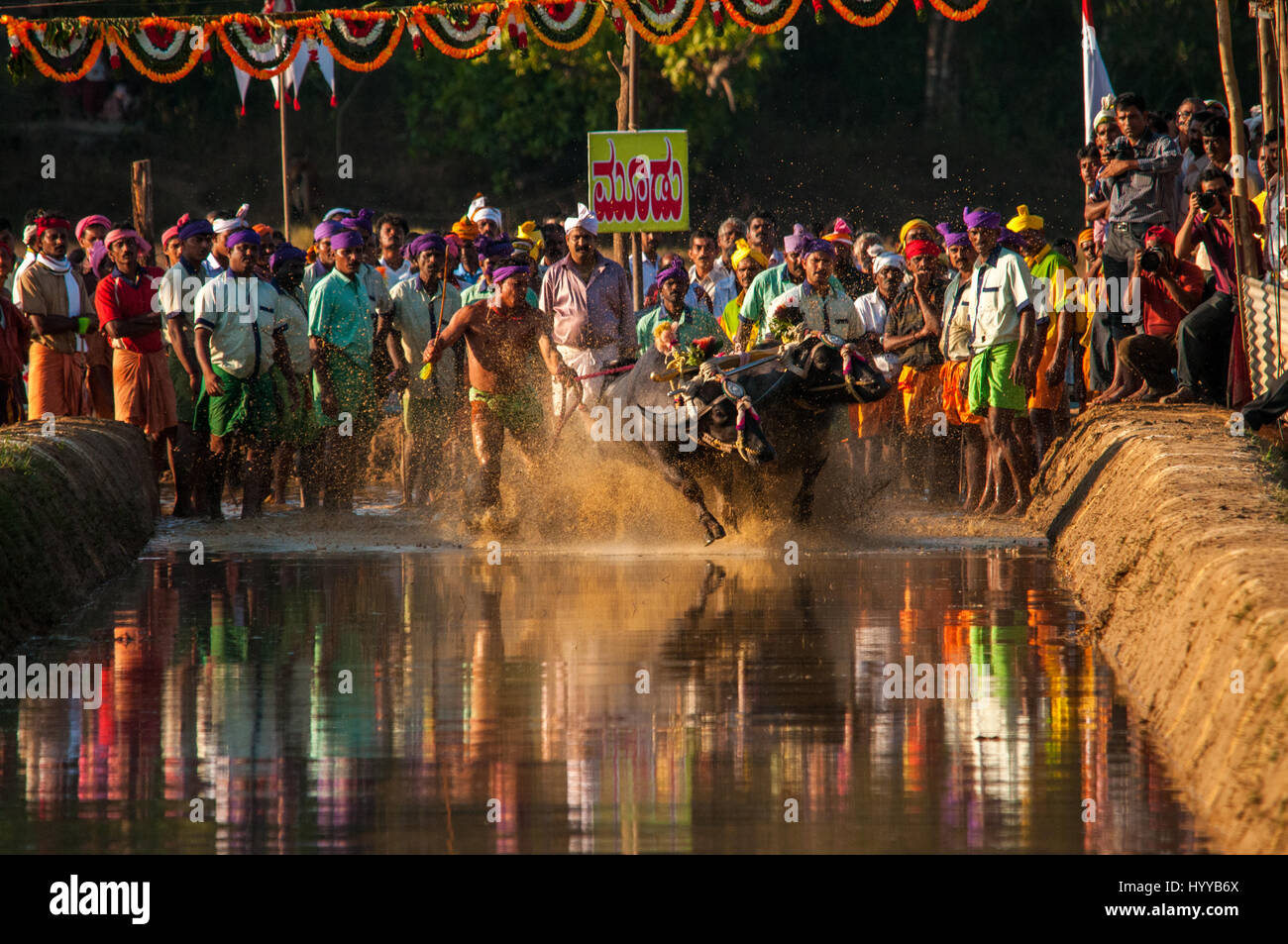 KARNATAKA, INDIA: THRILLING shots capturing an exhilarating annual bull ...