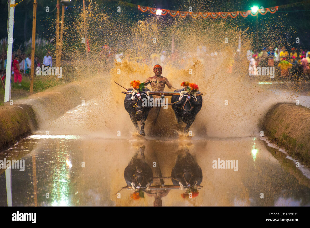 KARNATAKA, INDIA: THRILLING shots capturing an exhilarating annual bull ...