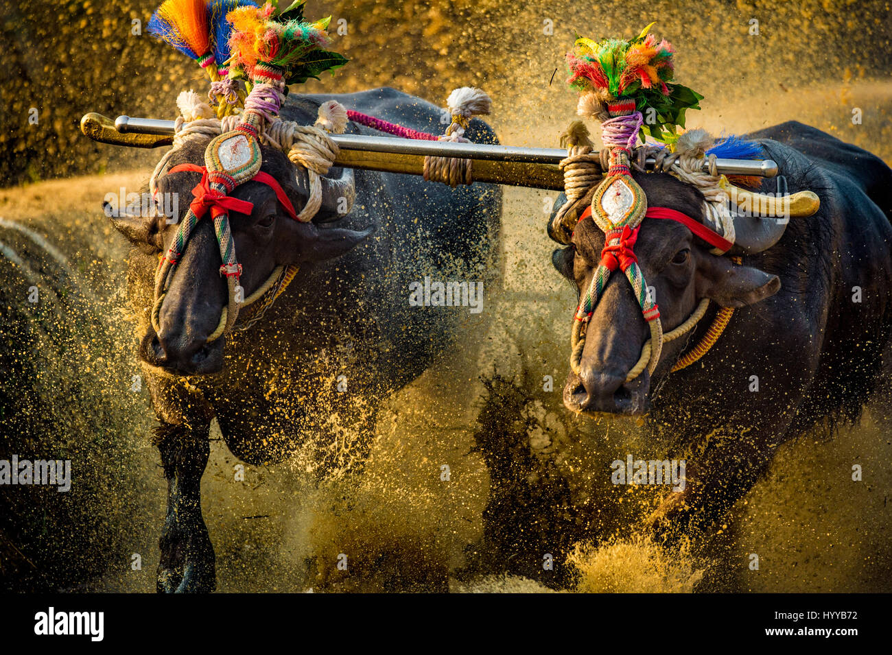 KARNATAKA, INDIA: THRILLING shots capturing an exhilarating annual bull ...