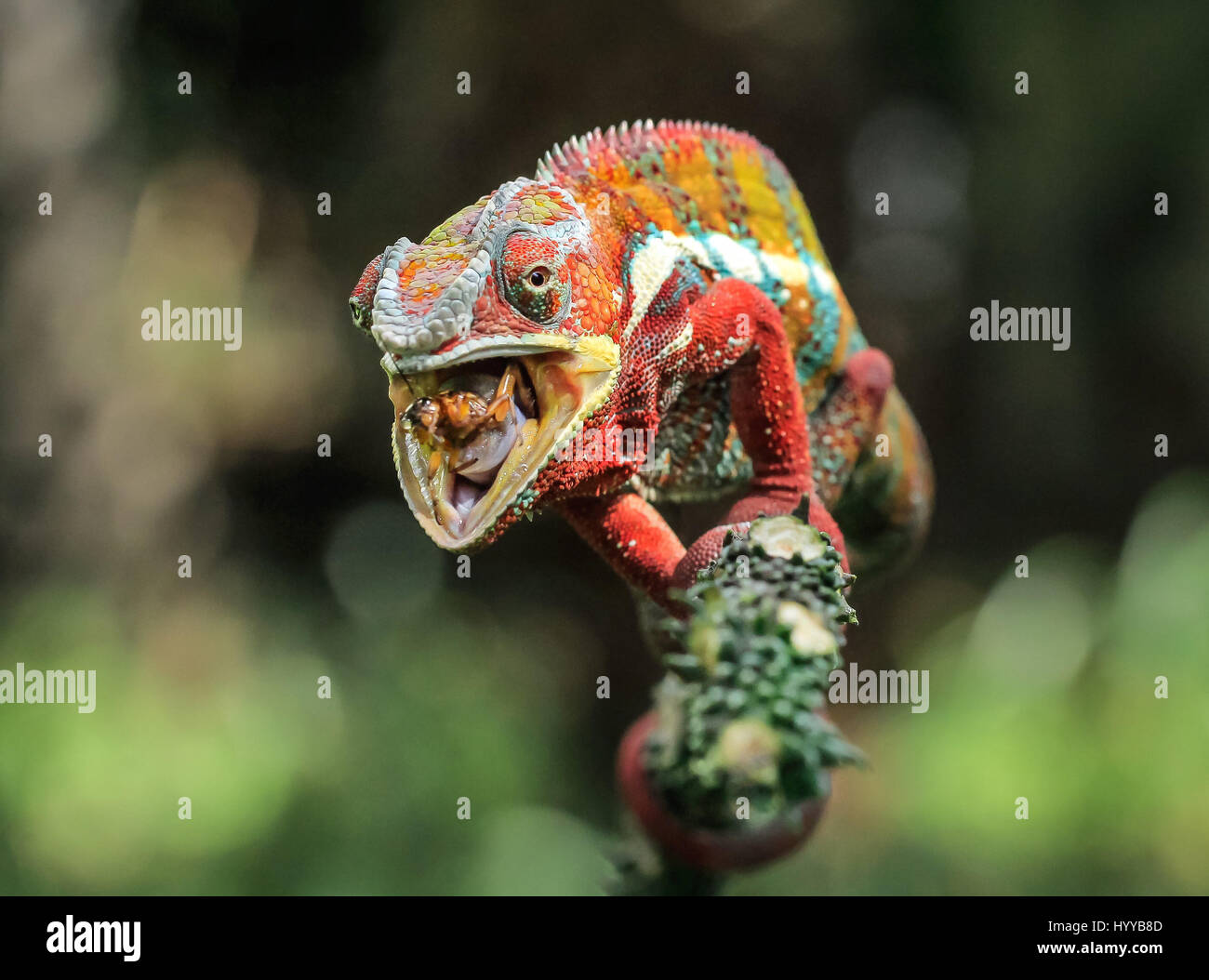 JAKARTA, INDONESIA: EYE-POPPING pictures show the moment a chameleon ...