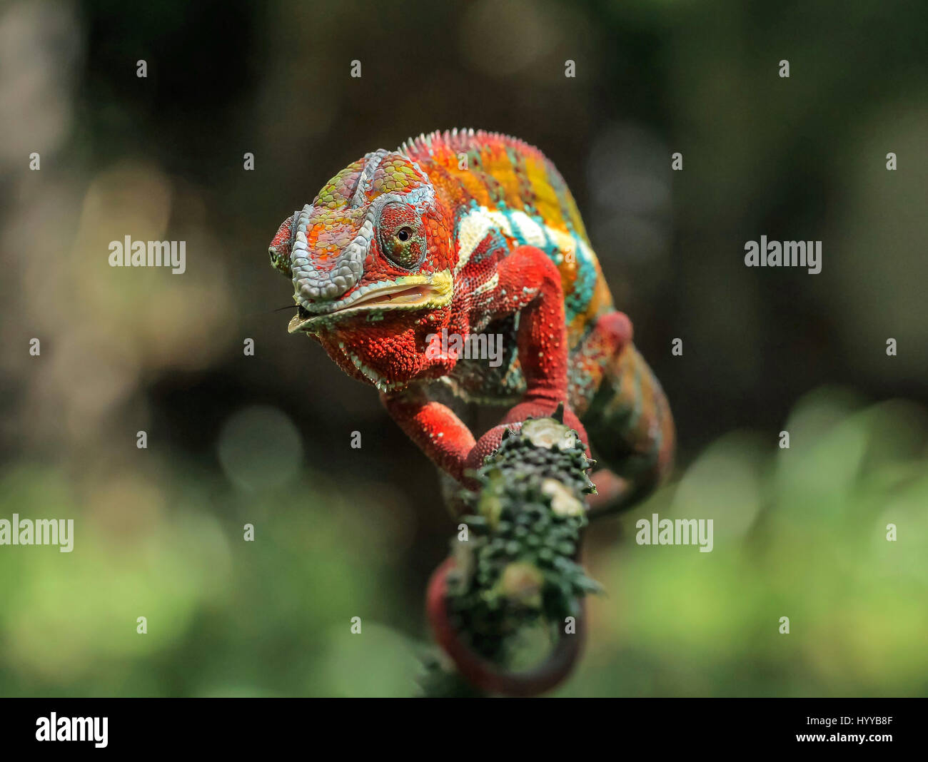 JAKARTA, INDONESIA: EYE-POPPING pictures show the moment a chameleon ...