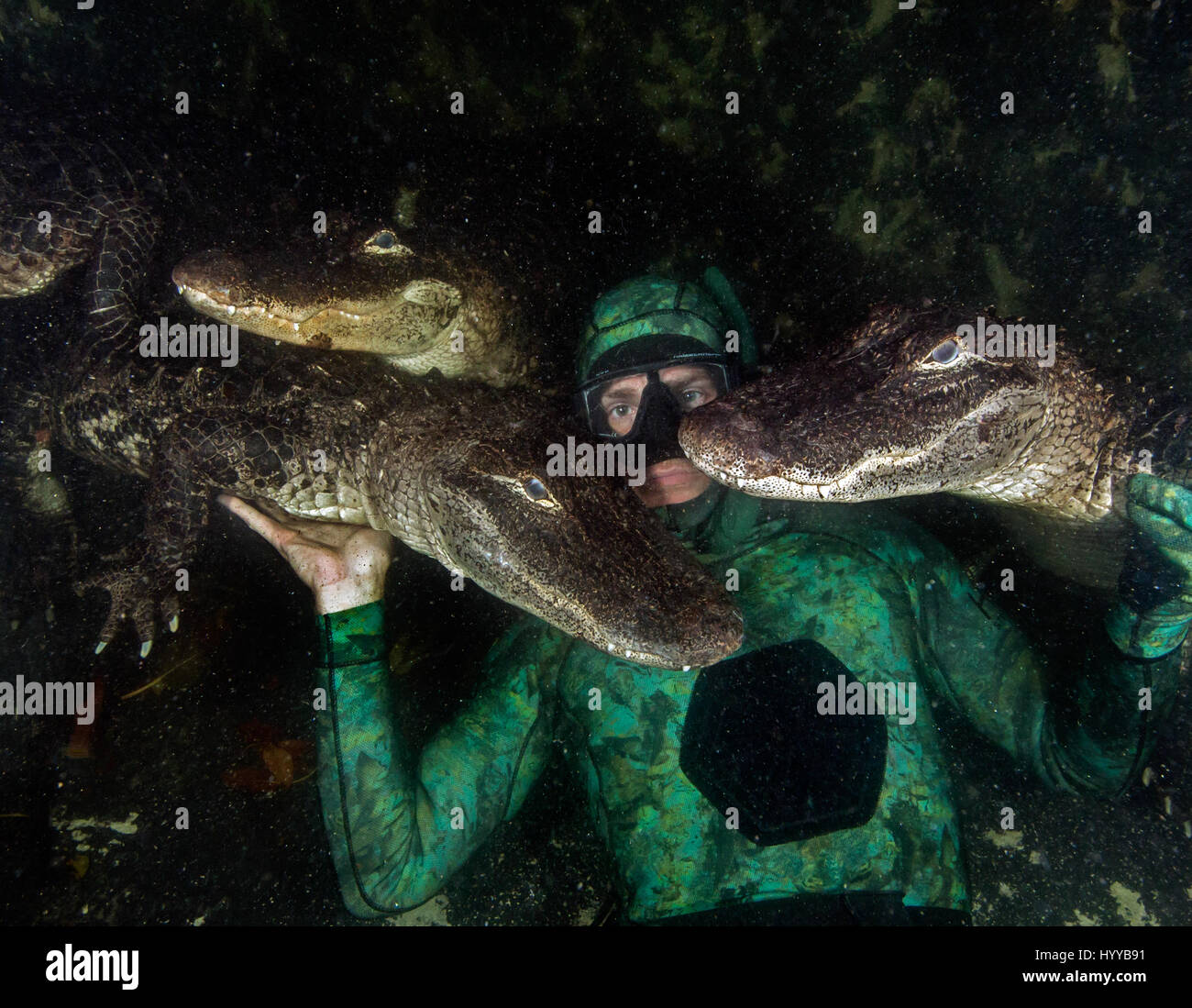 FLORIDA, USA: STUNNING underwater shots showing a man bravely hanging ...