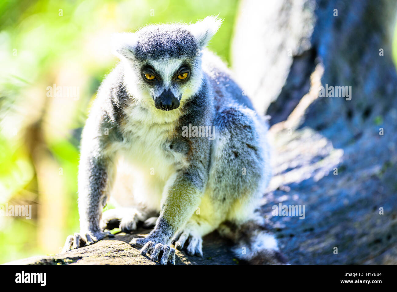 Ring tailed lemur climbing on tree hi-res stock photography and images ...