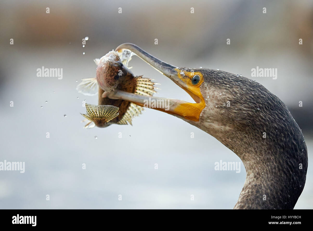 Cormorant (Phalacrocorax carbo) feeding on perch, Hungary. HUNGARY: HOW ...