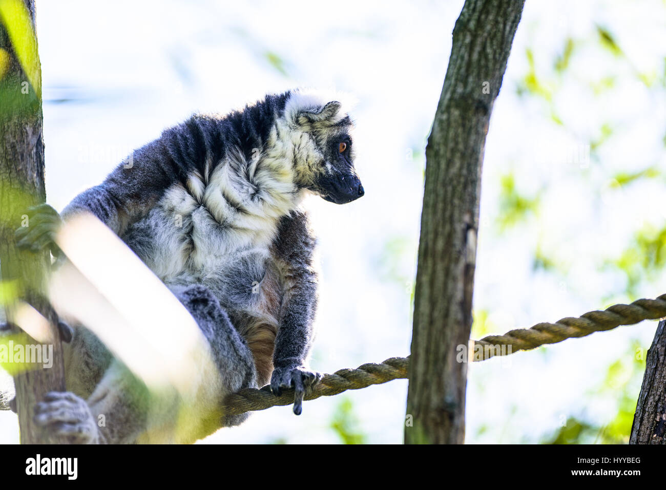 Lemur playing and climbing on a tree Stock Photo - Alamy