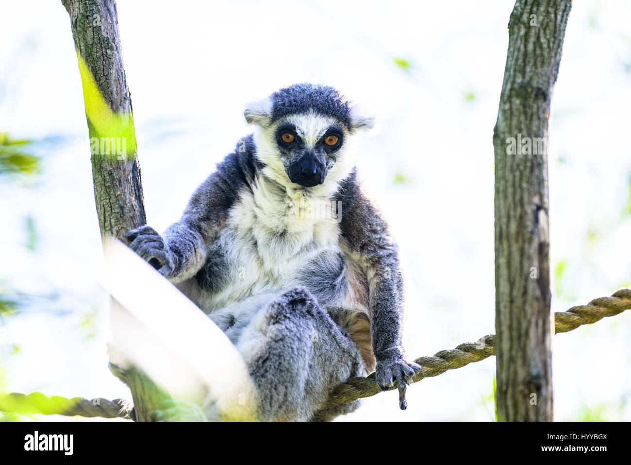 Lemur playing and climbing on a tree Stock Photo - Alamy