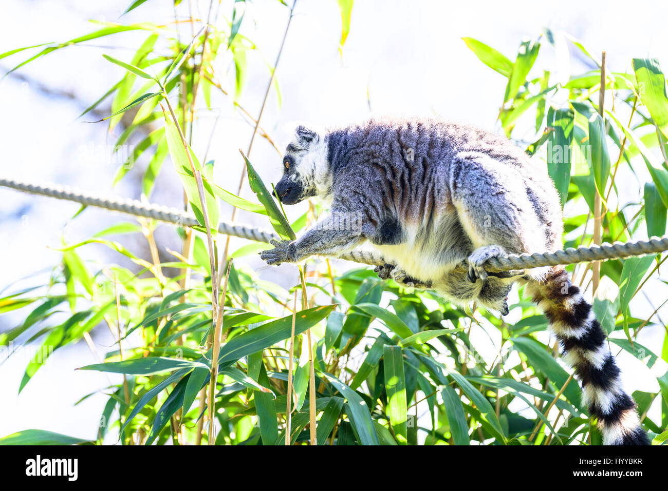 Ring tailed lemur climbing on tree hi-res stock photography and images ...