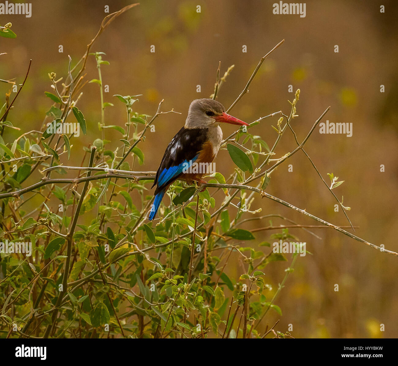 Grey Headed Kingfisher Stock Photo - Alamy