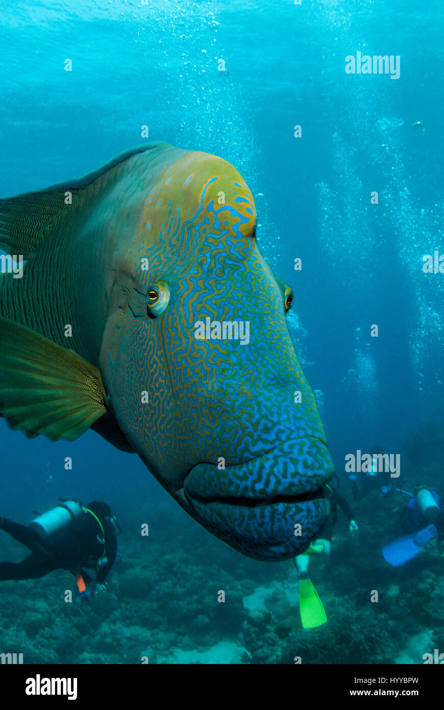 The giant fish swims towards the camera. JAW-DROPPING role reversal ...