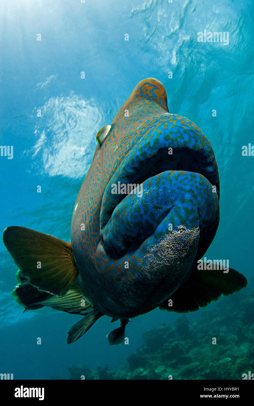 Close-up of the giant fish. JAW-DROPPING role reversal pictures appear ...