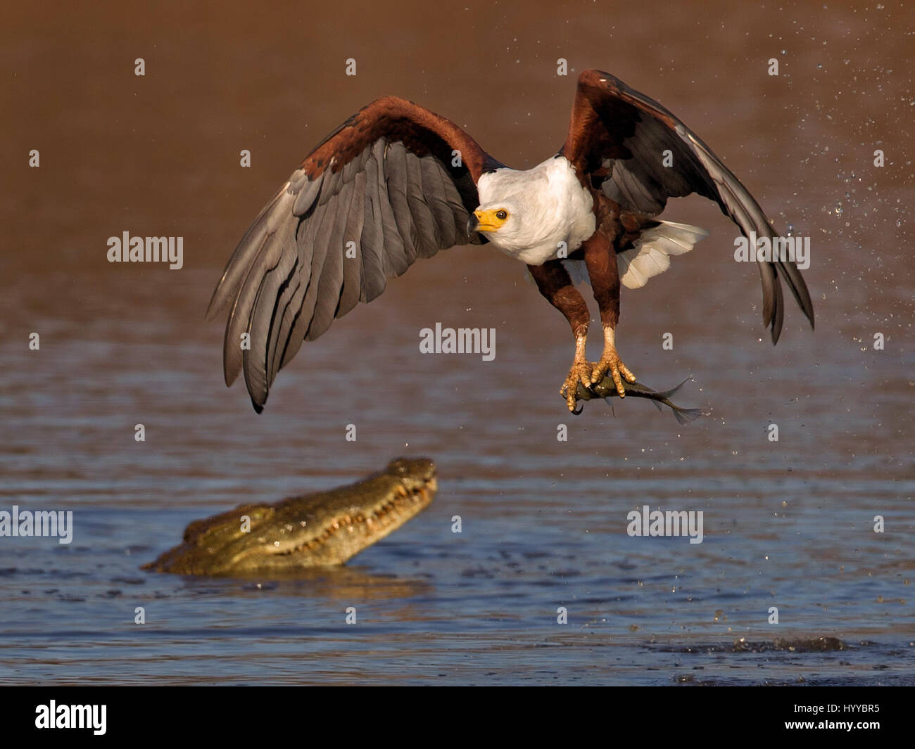 KRUGER NATIONAL PARK, SOUTH AFRICA: THE MOMENT a cheeky African Fish ...