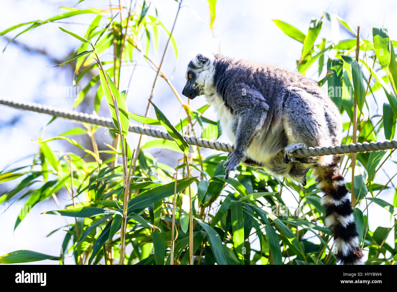 Ring tailed lemur climbing on tree hi-res stock photography and images ...