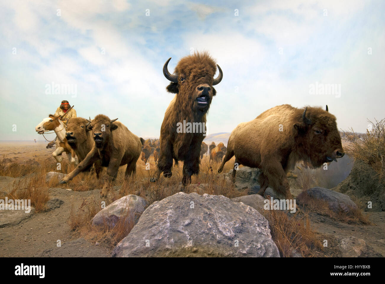 Hunting scene with metis hunter and american bison (Bison bison ...