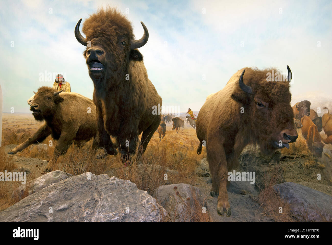 Hunting scene with metis hunter and american bison (Bison bison ...
