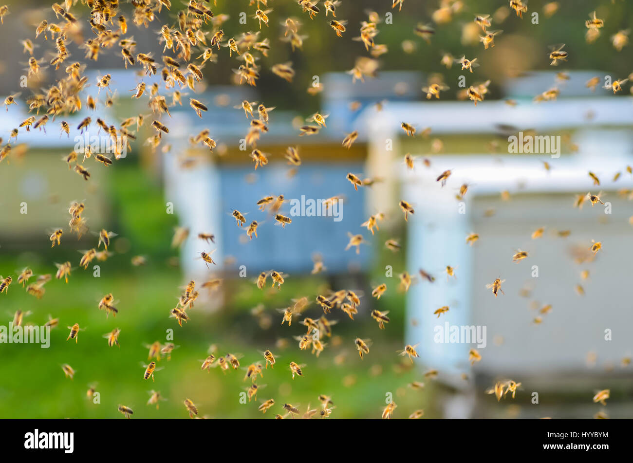 Summertime flying insect hi-res stock photography and images - Alamy