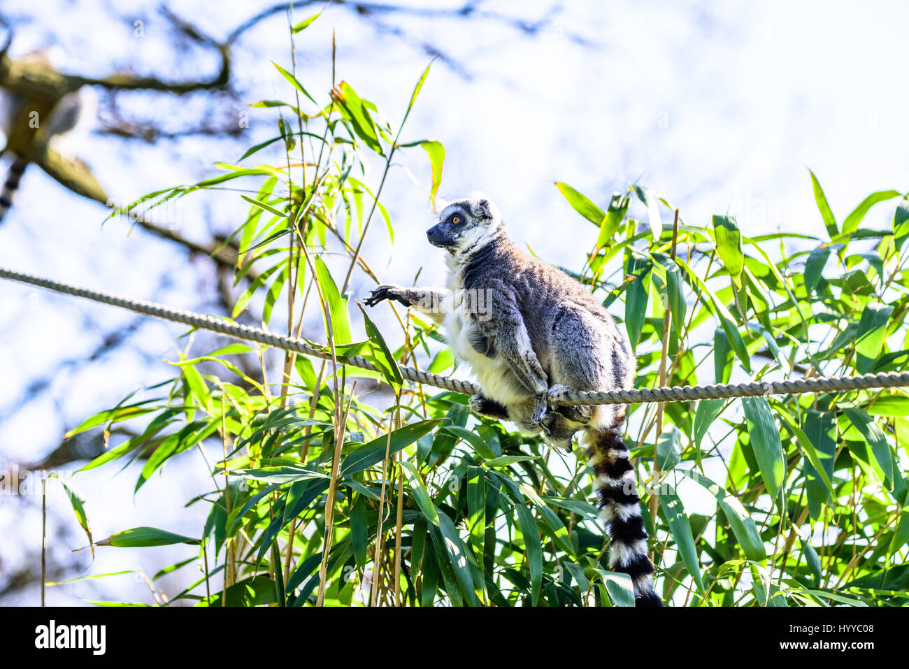 Ring tailed lemur climbing on tree hi-res stock photography and images ...