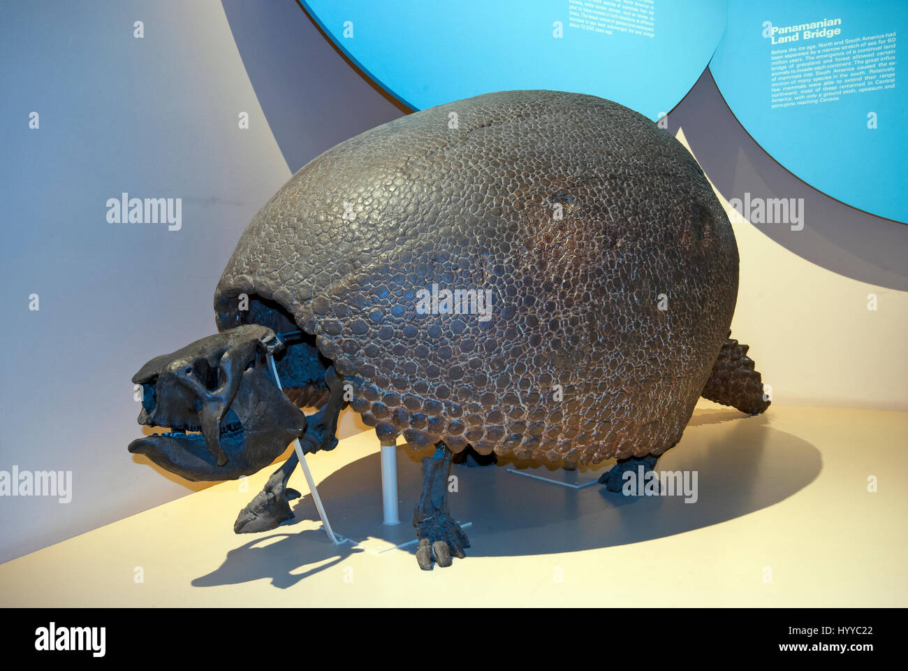 Glyptodon hi-res stock photography and images - Alamy