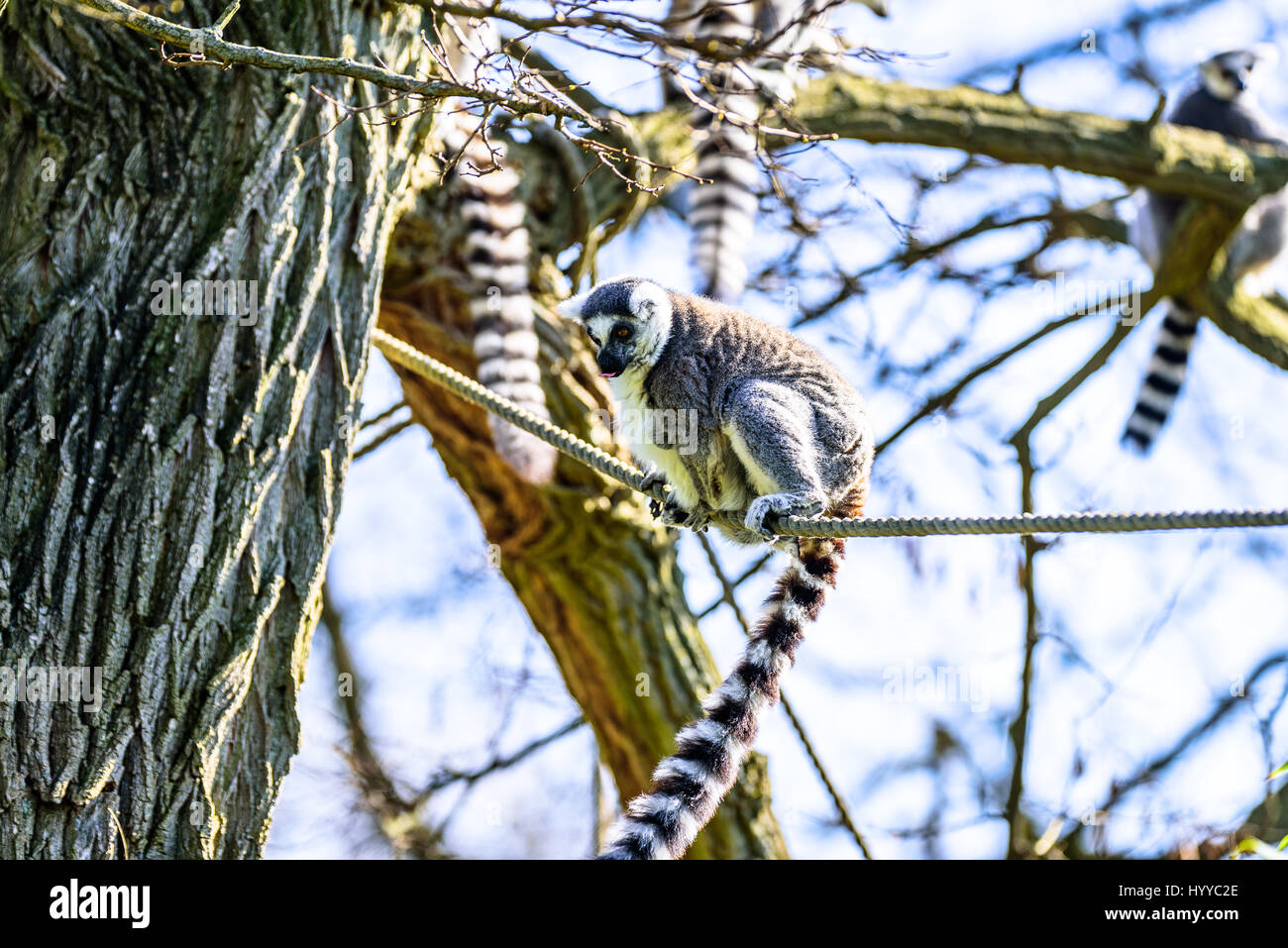 Ring tailed lemur climbing on tree hi-res stock photography and images ...