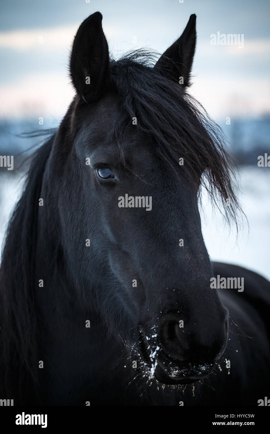 Portrait beauty friesian horse in winter Stock Photo - Alamy