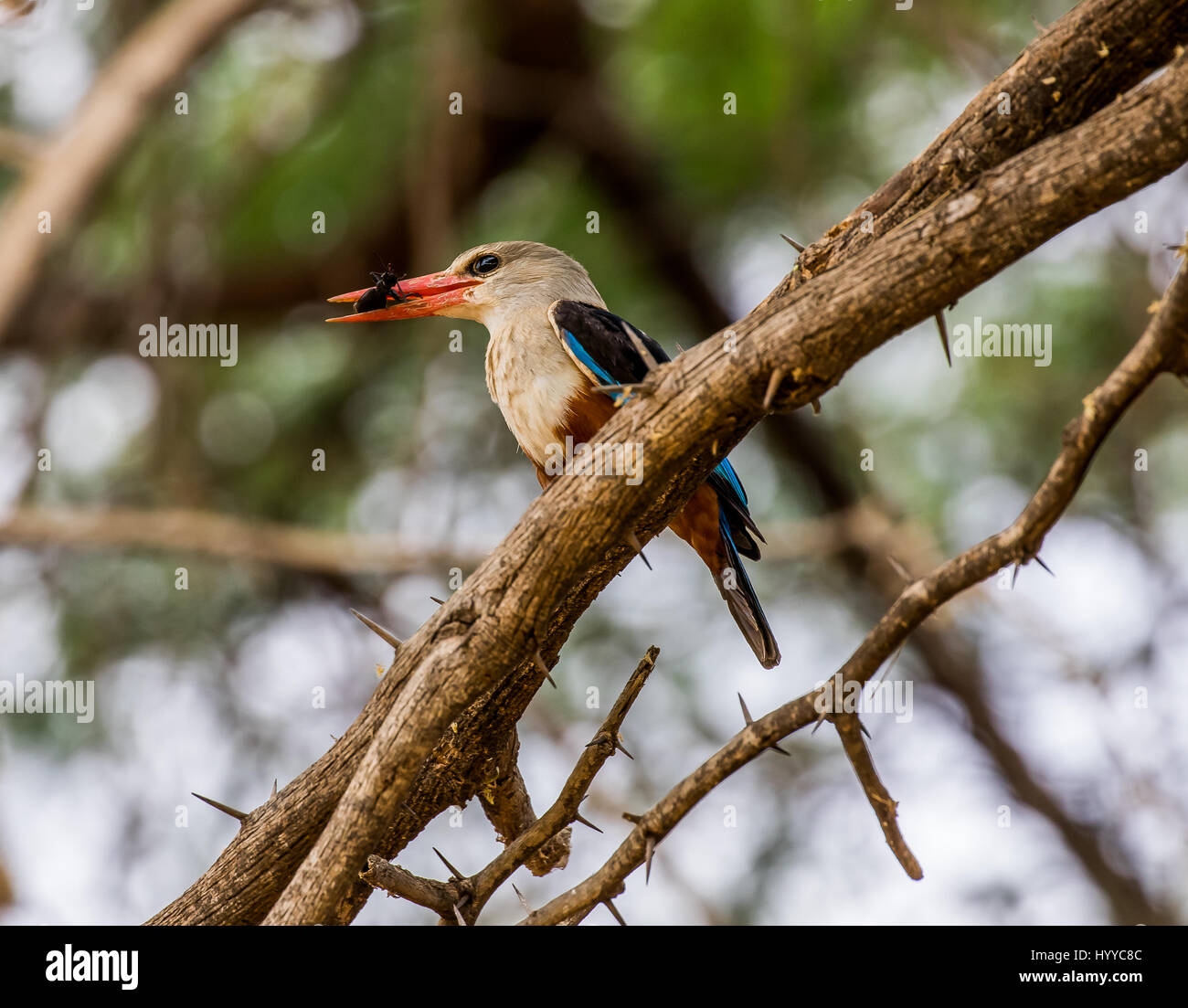 Grey Headed Kingfisher Stock Photo - Alamy