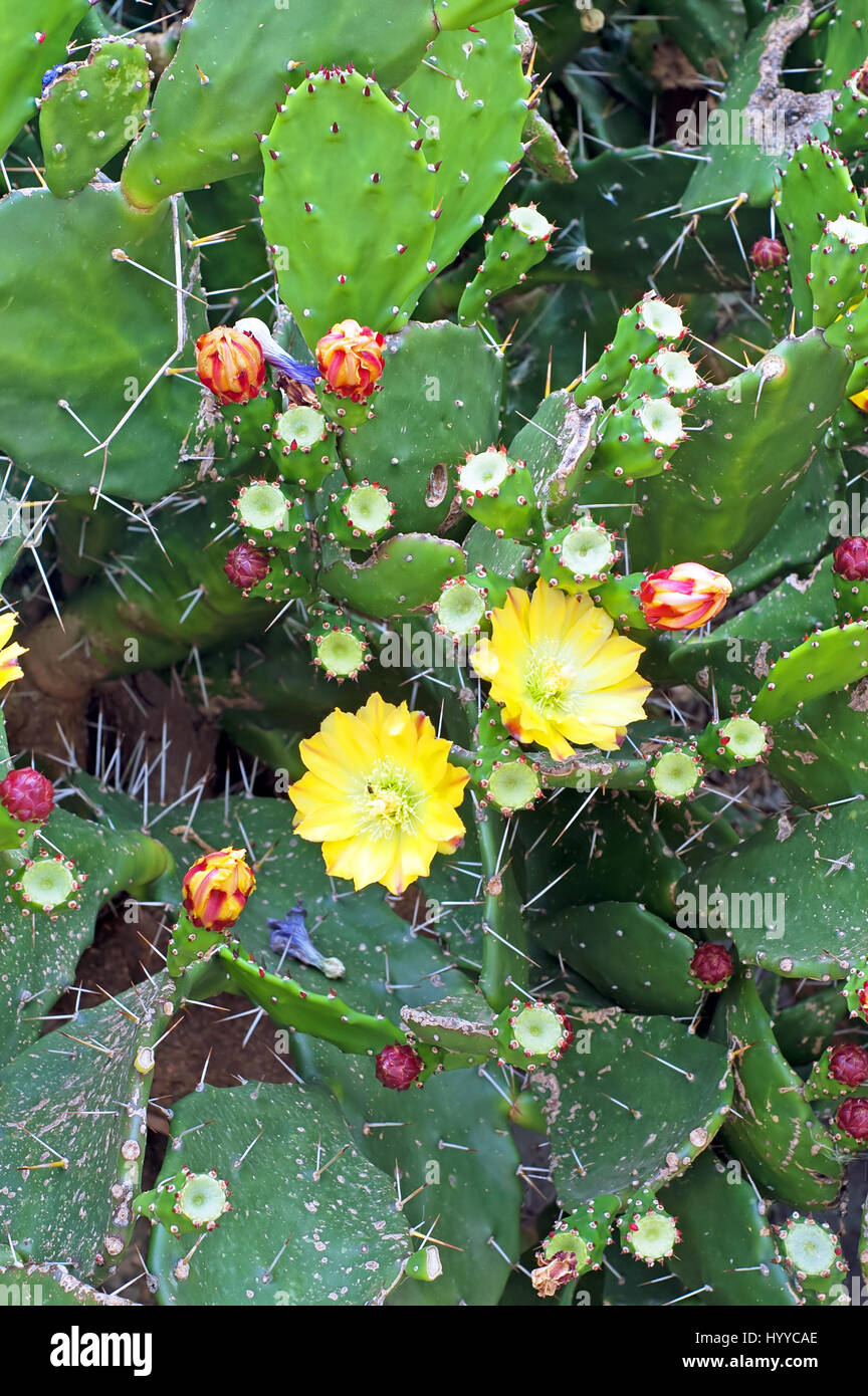 Cactus blooms Opuntia ficus-indica flower Stock Photo - Alamy