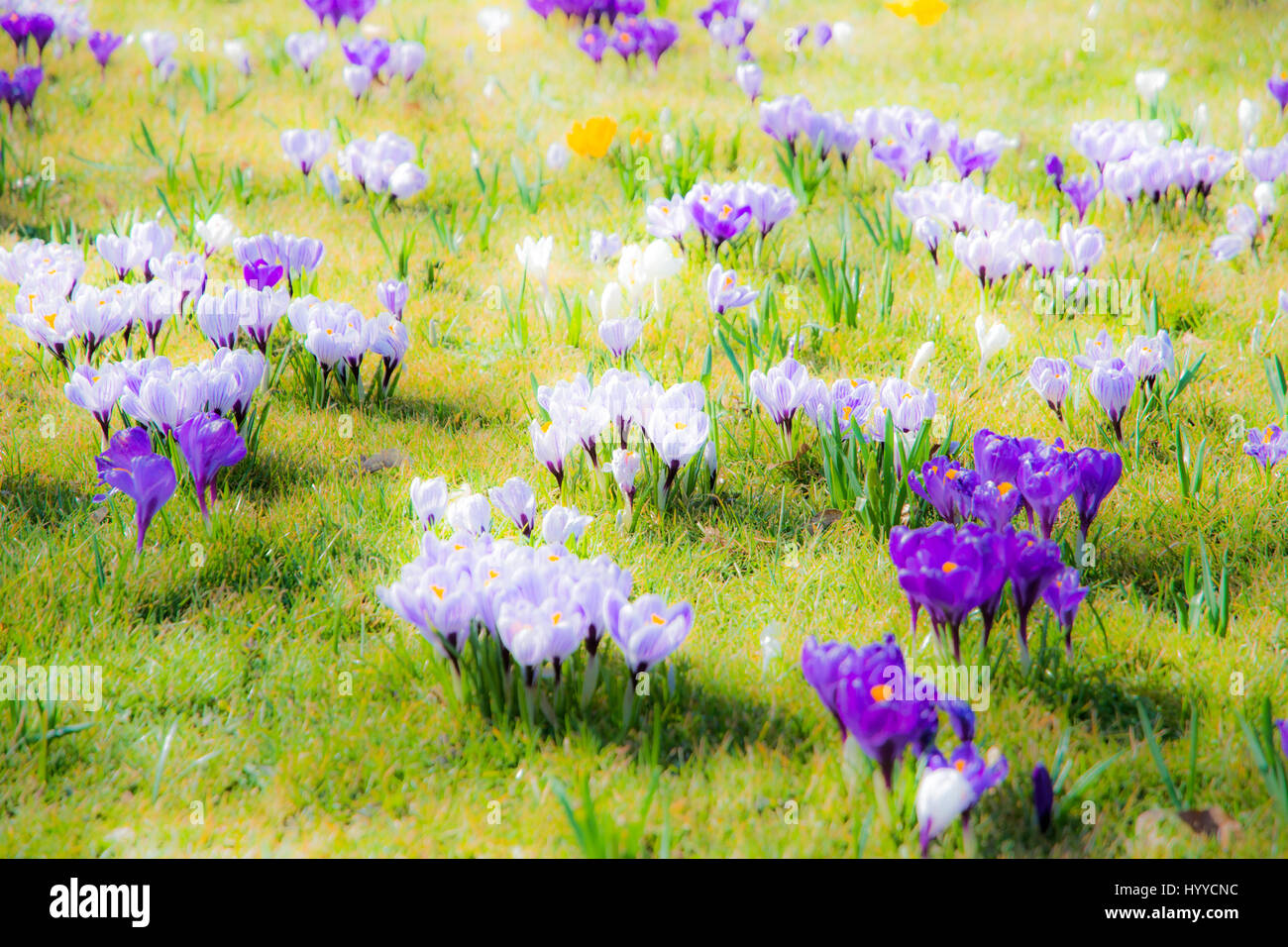 Spring background with various crocus flowers in the meadow Stock Photo ...