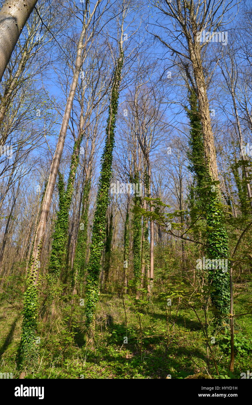 Ivy choking trees hi-res stock photography and images - Alamy