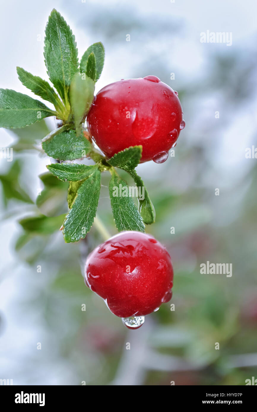 Rain on cherry tree hi-res stock photography and images - Alamy