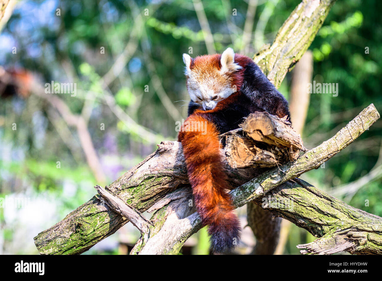 Cute small panda scratching itself and relaxing in the sun Stock Photo ...