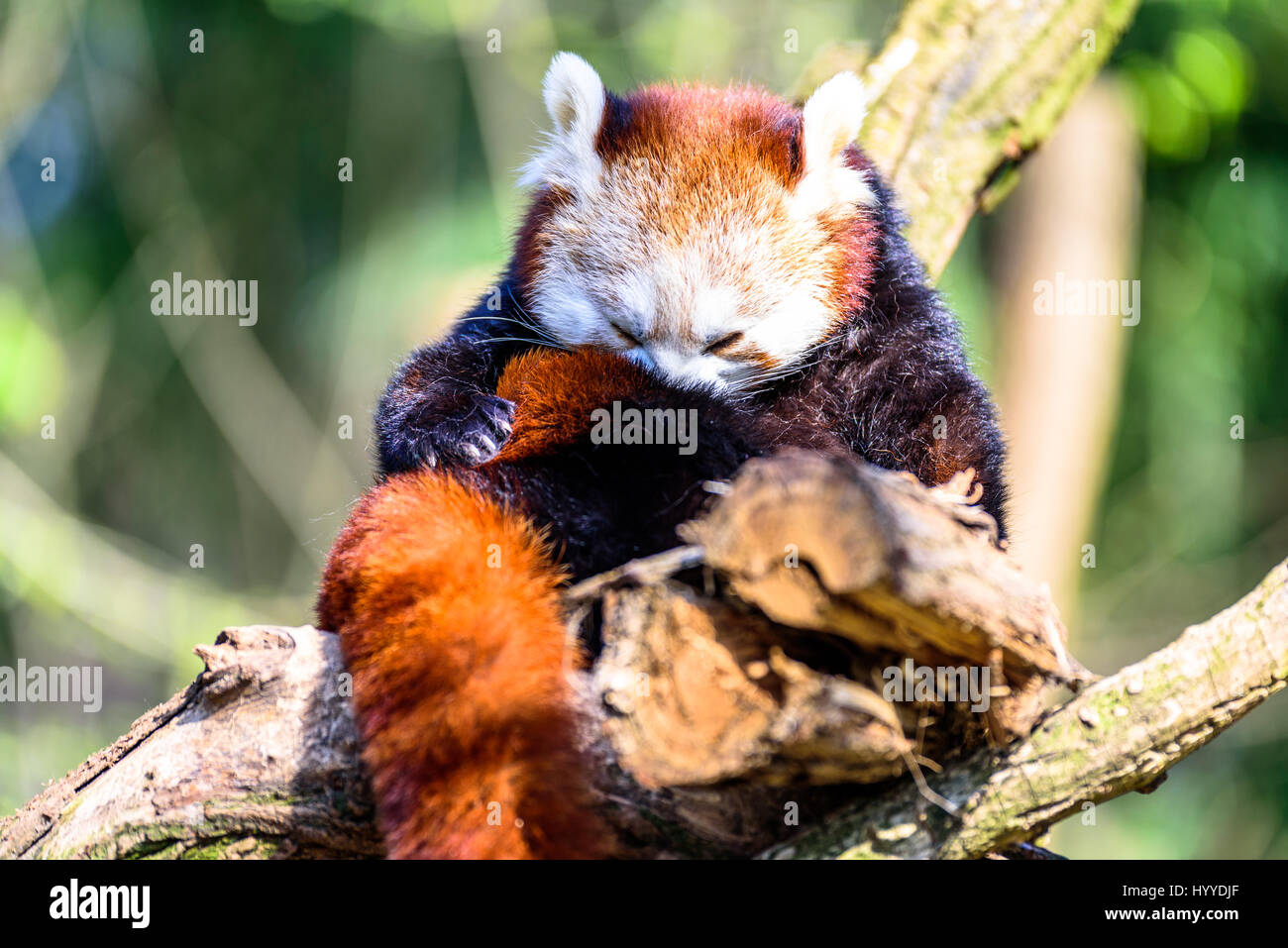 Cute small panda scratching itself and relaxing in the sun Stock Photo ...