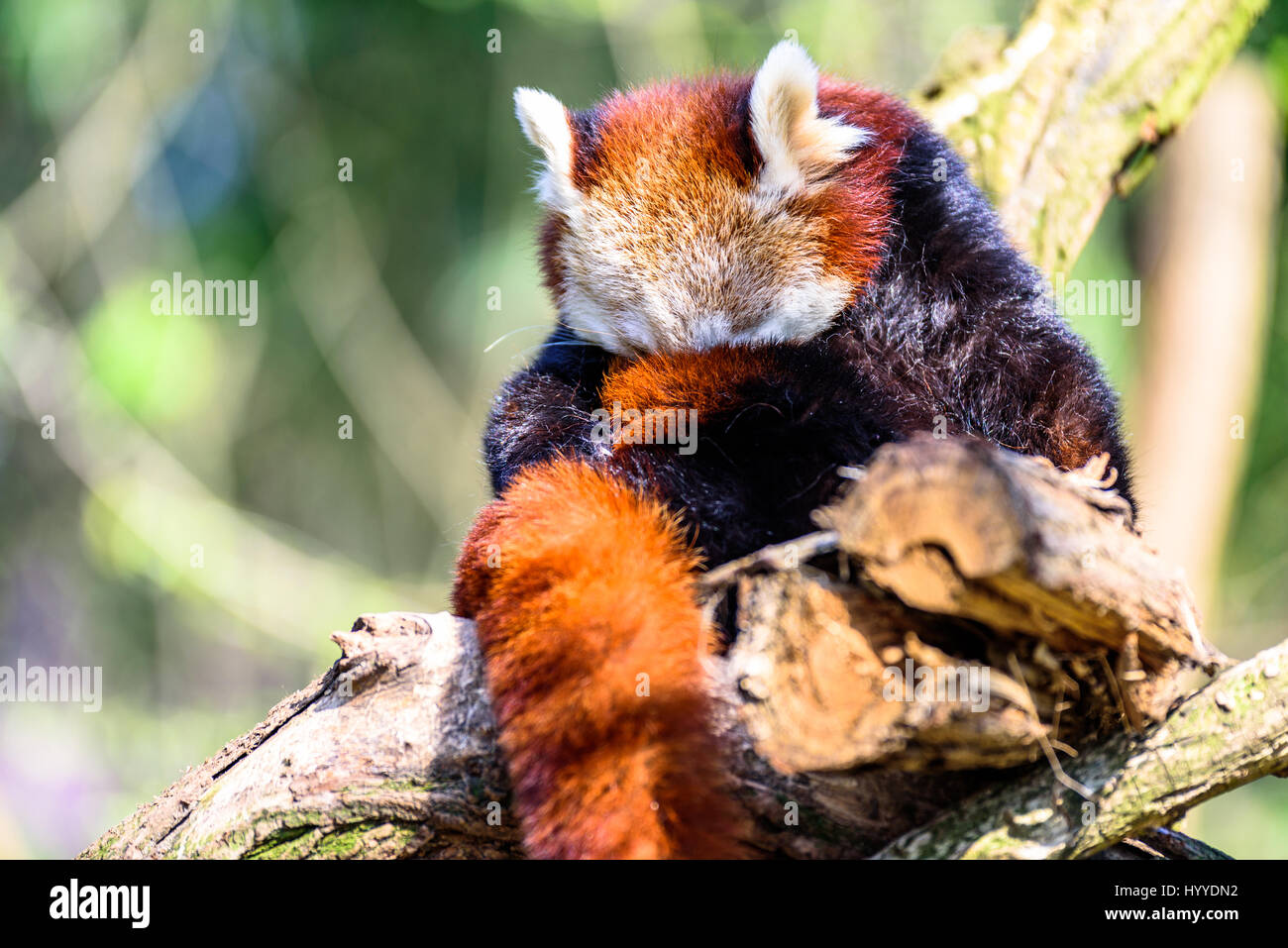 Cute small panda scratching itself and relaxing in the sun Stock Photo ...