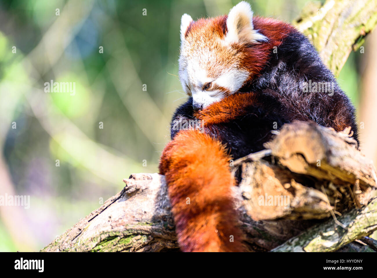 Cute small panda scratching itself and relaxing in the sun Stock Photo ...